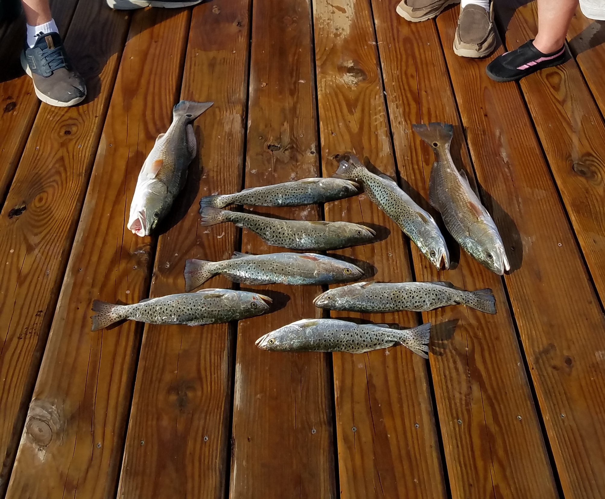 8/14 Fishing Report