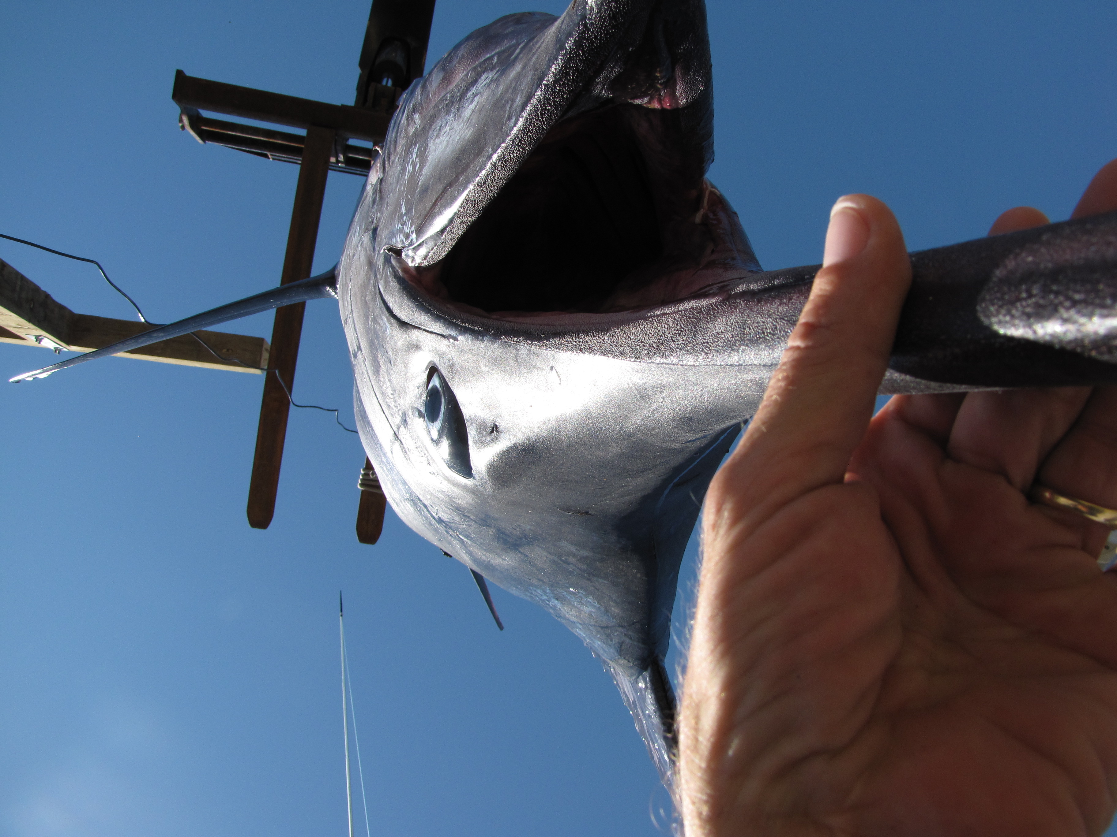 Nothing Like a 493 Pound Blue Marlin On the NEW Scales, to get the ...